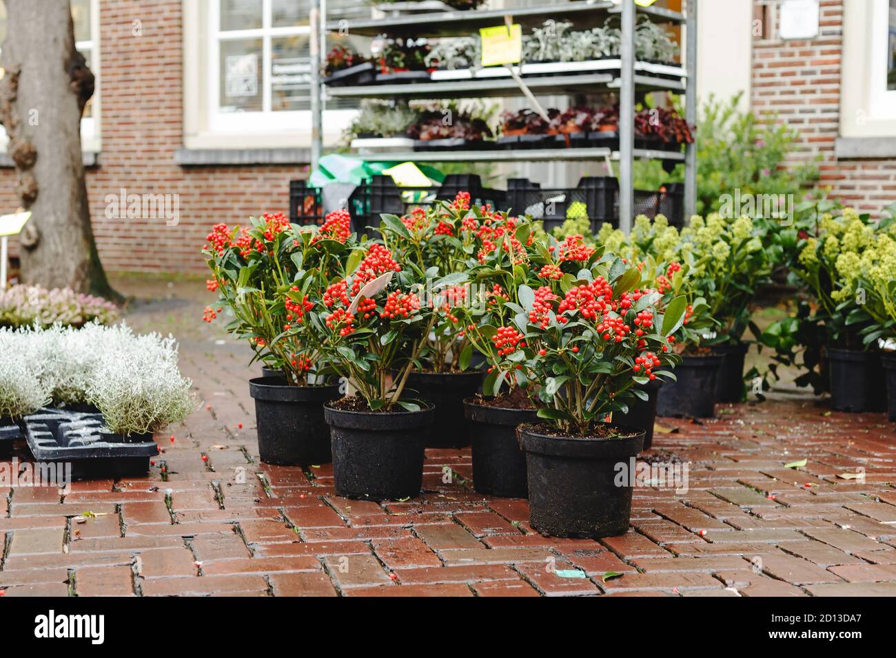 Red Skimmia Japonica Rubella plant. Pots with flower Skimmia in garden ...