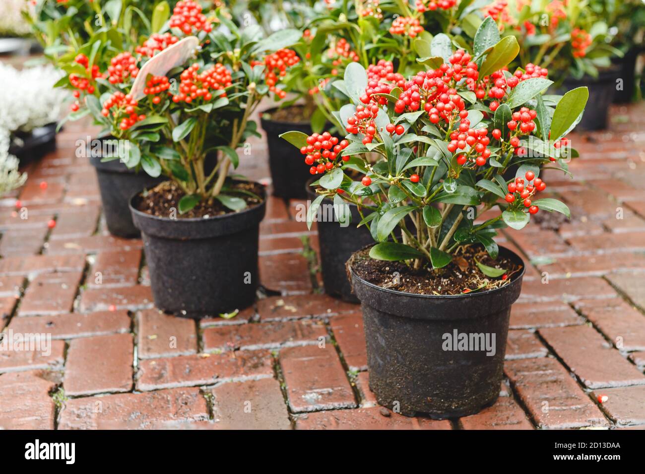 Red Skimmia Japonica Rubella plant. Pots with flower Skimmia in garden ...