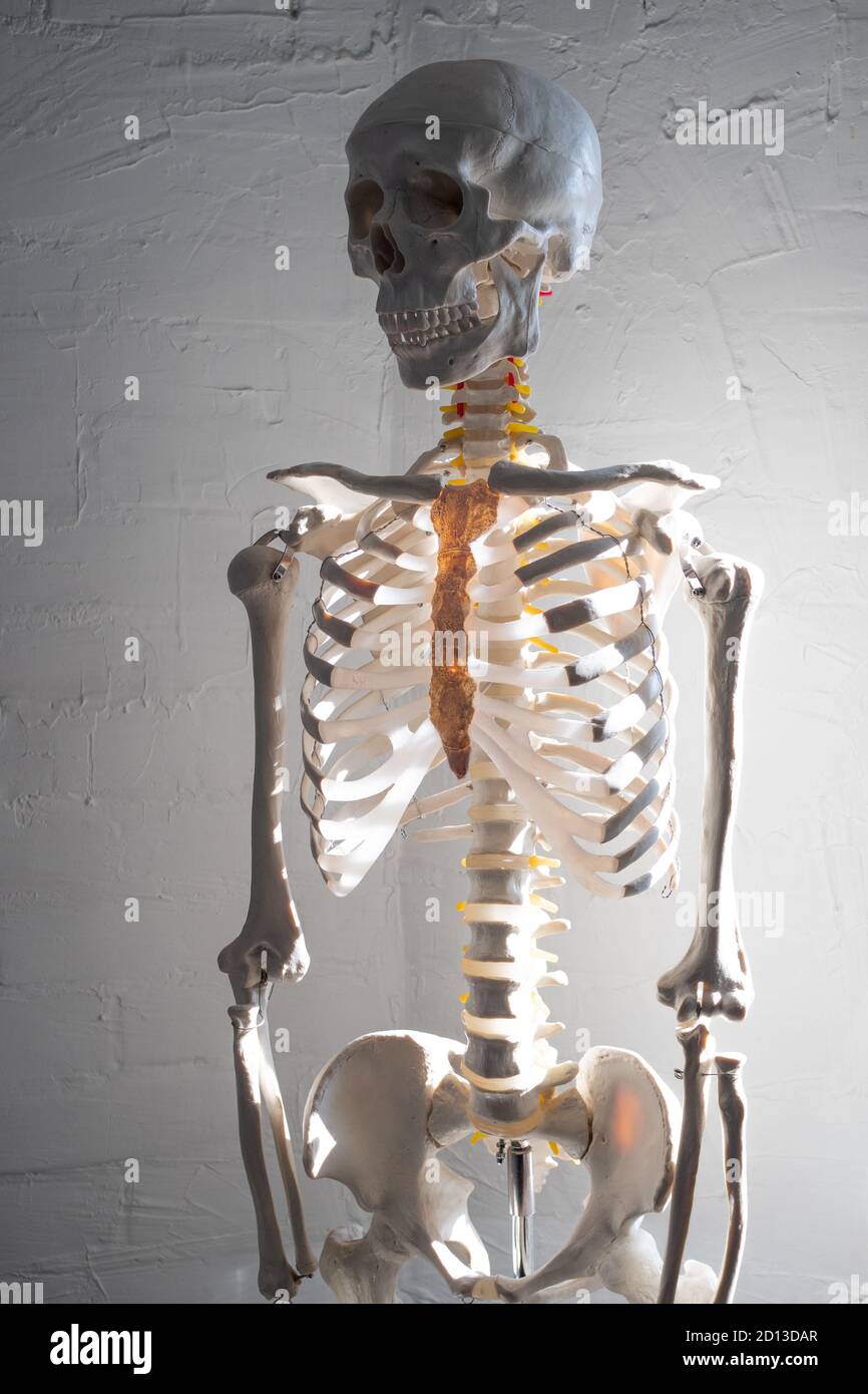 Human skeleton on a white textured background, sunlight, contrast ...