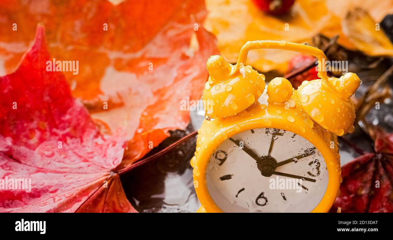 Autumn concept. Alarm clock black on a background of yellow fallen ...
