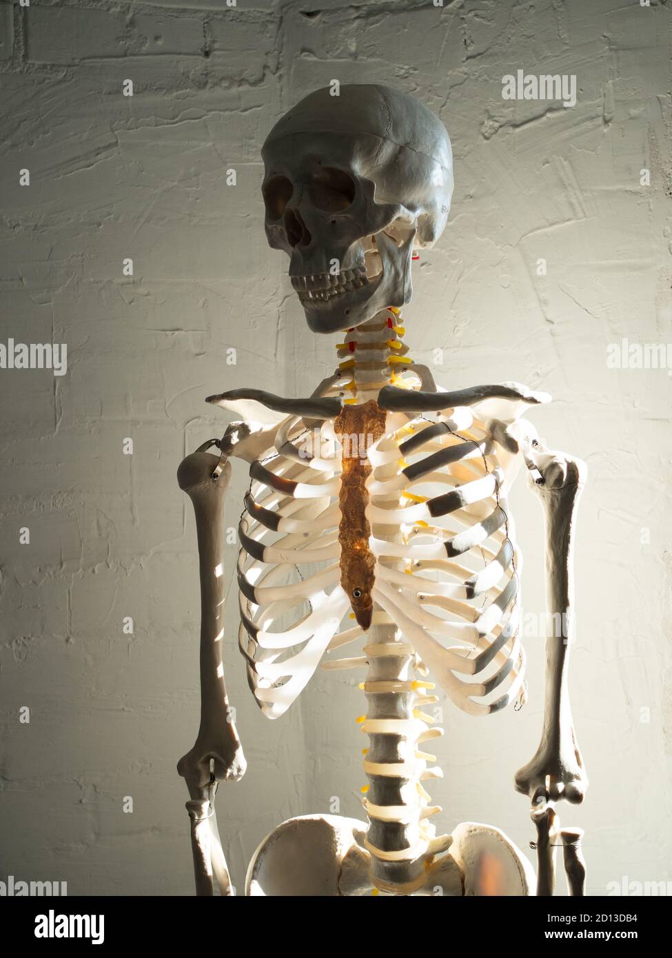 Human skeleton on a white textured background, sunlight, contrast ...