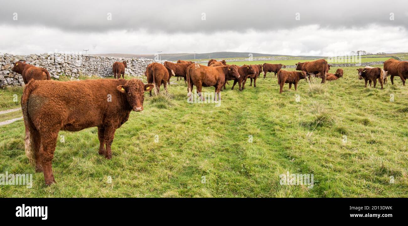 North Devon Beef Cattle High Resolution Stock Photography and Images ...