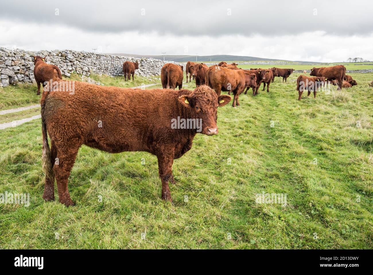 Red Devon cattle Stock Photo - Alamy