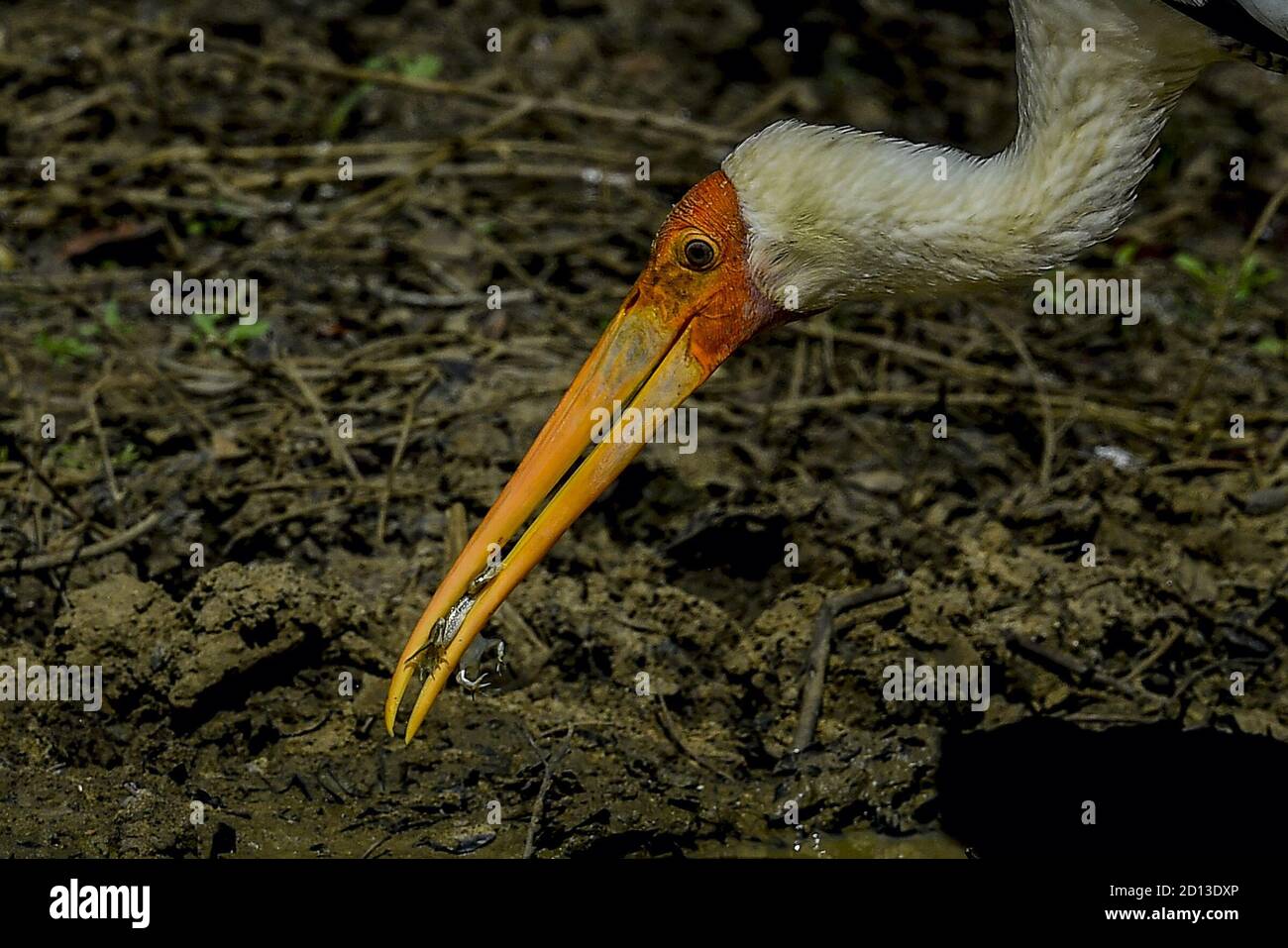Colombo. 4th Oct, 2020. Photo taken on Oct. 4, 2020 shows a painted ...