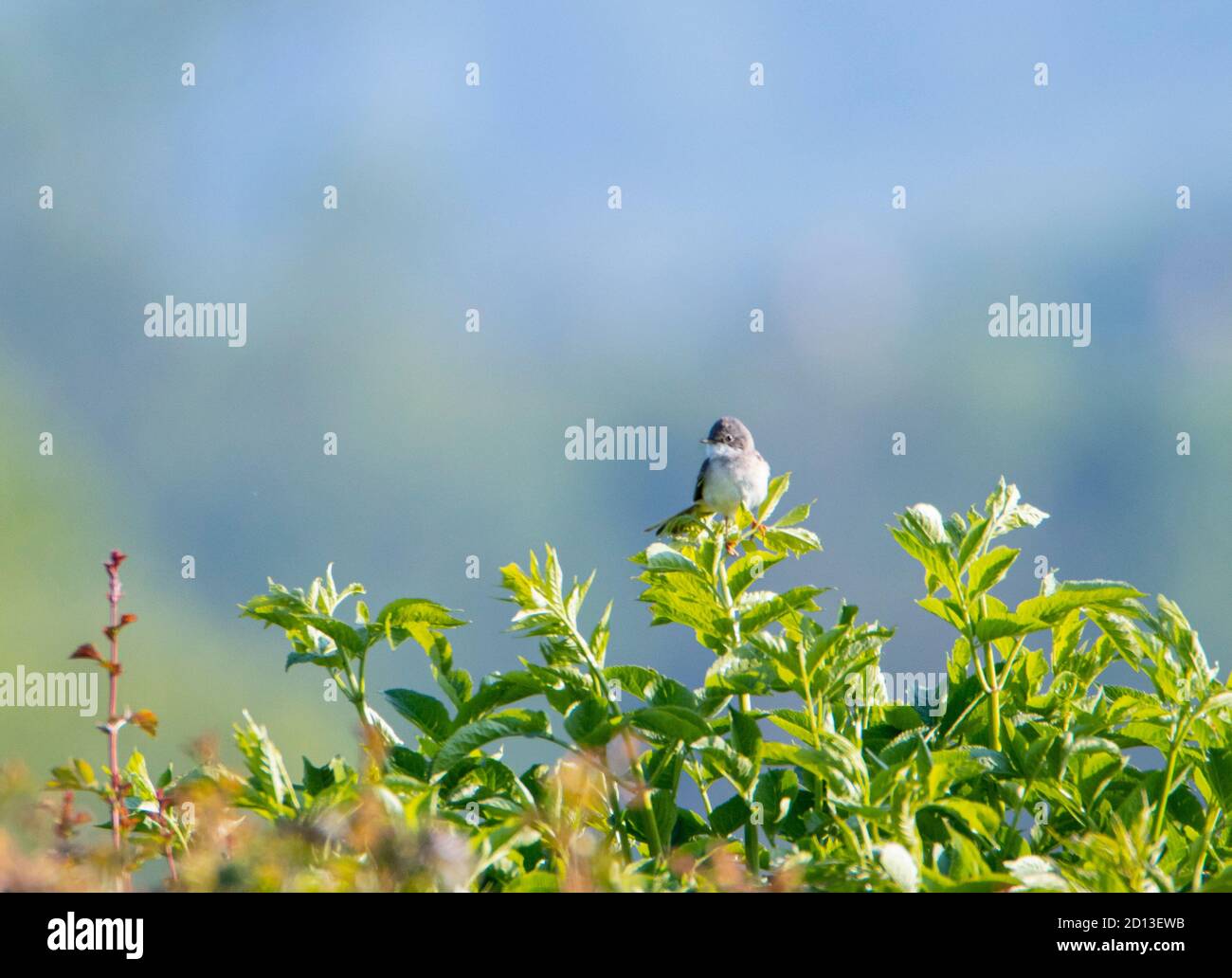 Open countryside bird hi-res stock photography and images - Alamy
