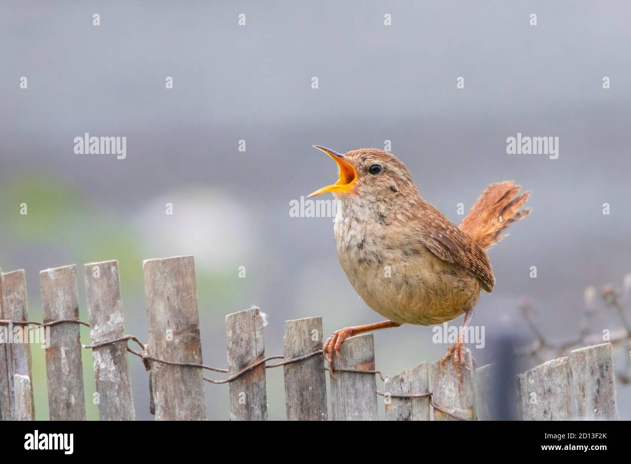Claws bird close up hi-res stock photography and images - Alamy