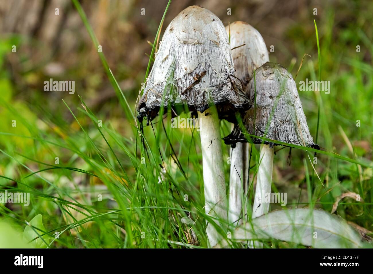 A close up of the inedible mashroom in the lawn Stock Photo - Alamy