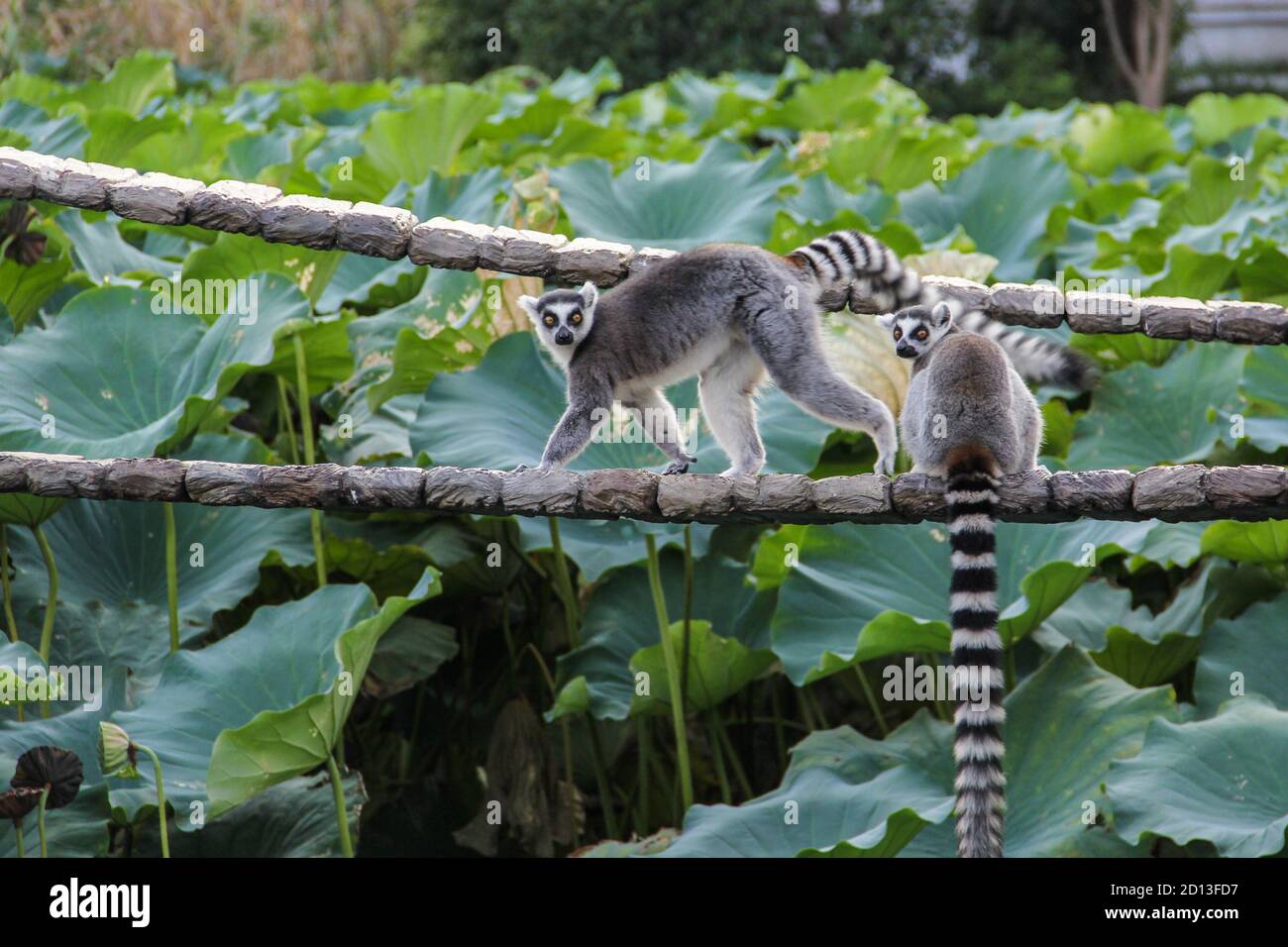 Couple of adorable lemurs in Ueno Zoo, Tokyo, Japan Stock Photo - Alamy