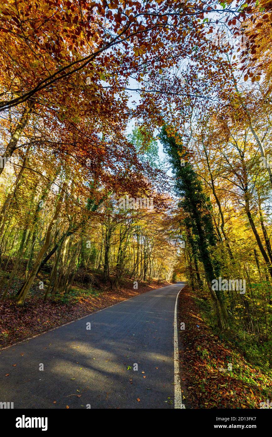 The road through Buckholt wood in the autumn, Cotswolds, England Stock ...
