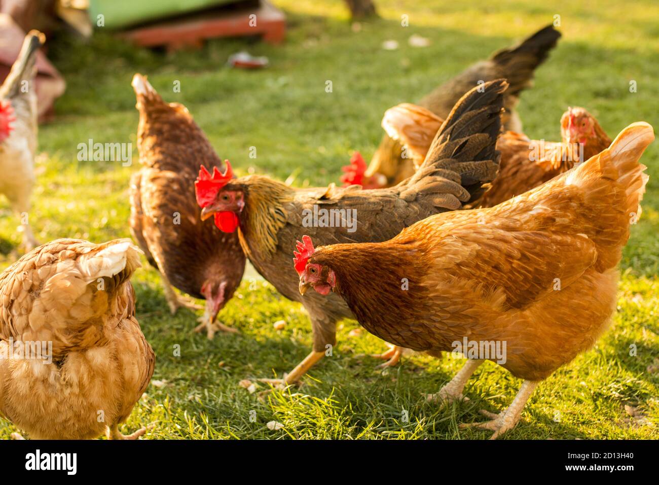 Flock of chicken eating seeds on the grass in a rural area Stock Photo ...