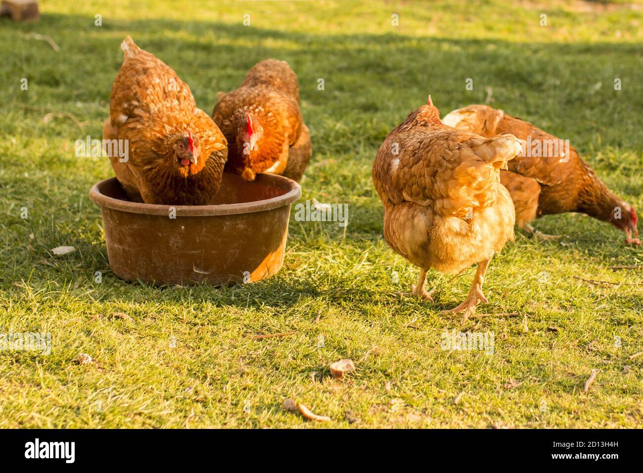 Flock of chicken eating seeds on the grass in a rural area Stock Photo ...