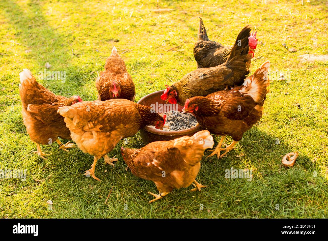 Flock of chicken eating seeds on the grass in a rural area Stock Photo ...