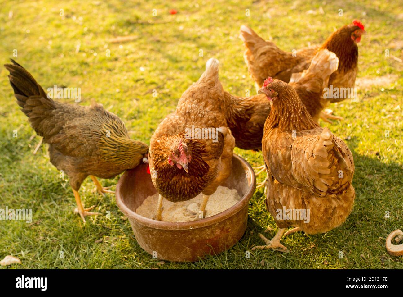 Flock of chicken eating seeds on the grass in a rural area Stock Photo ...