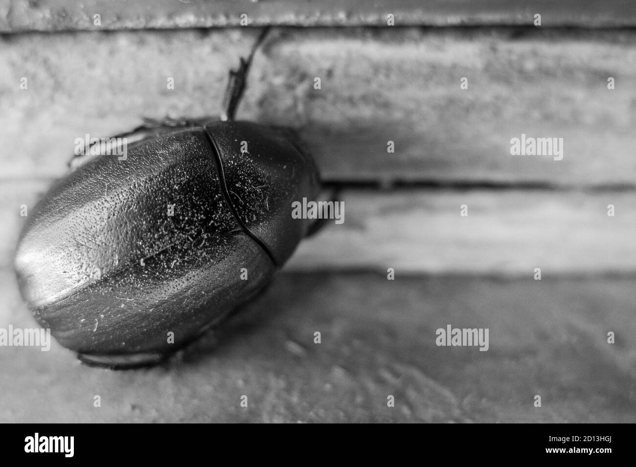 Entomology Black and White Stock Photos & Images - Alamy
