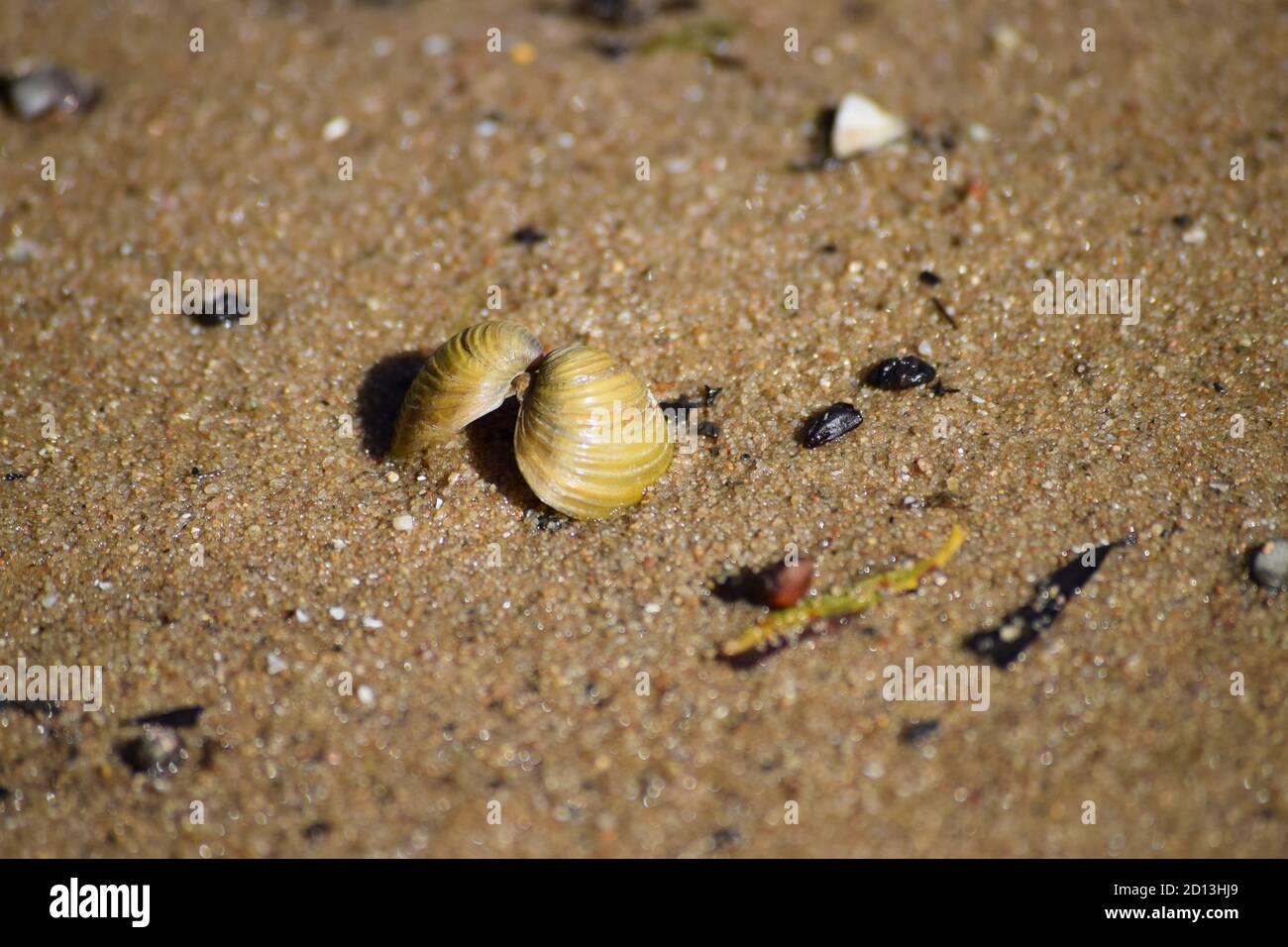 Shell of a Basket clam in a sandy Bay Stock Photo - Alamy
