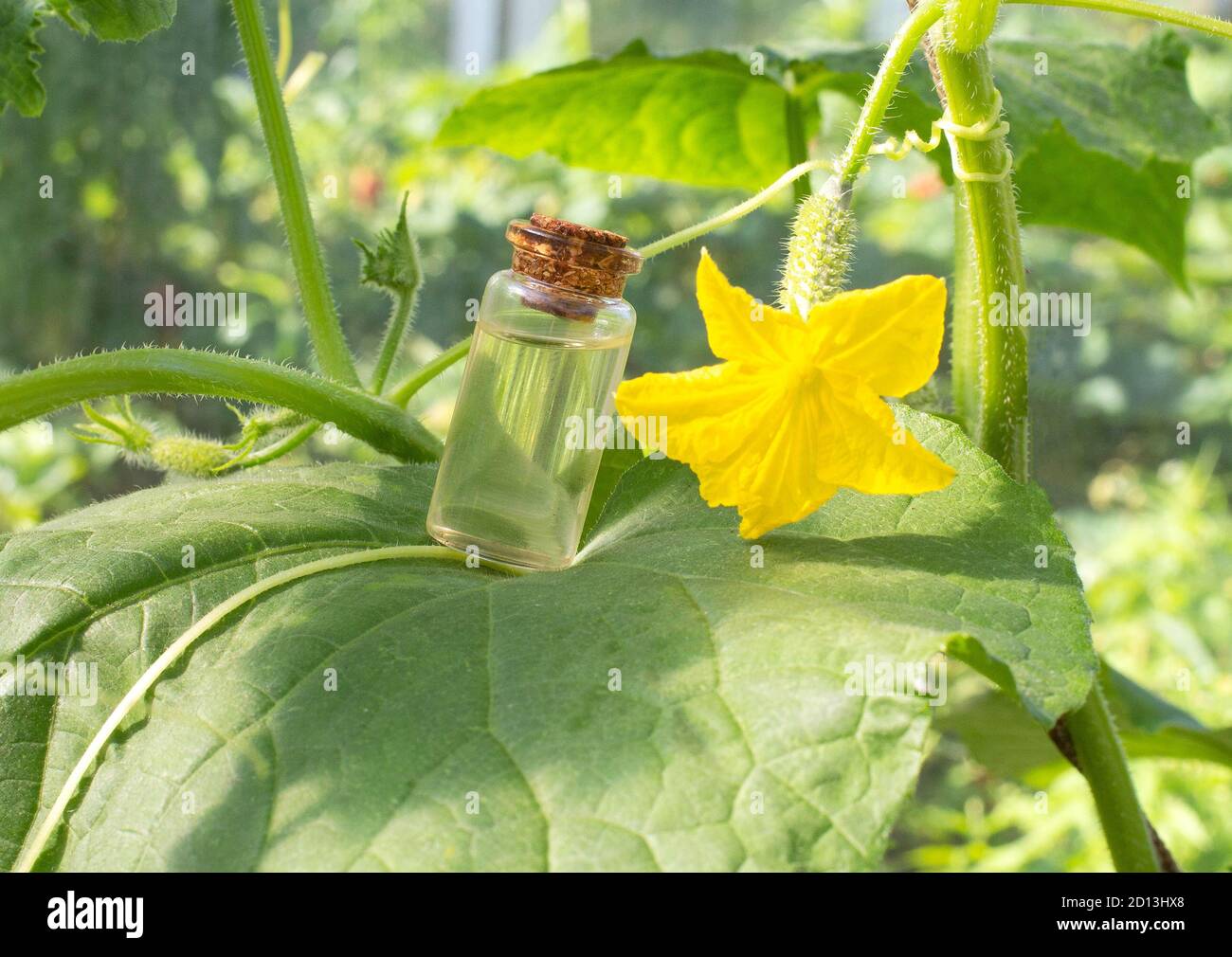 Cucumber perfume hi-res stock photography and images - Alamy