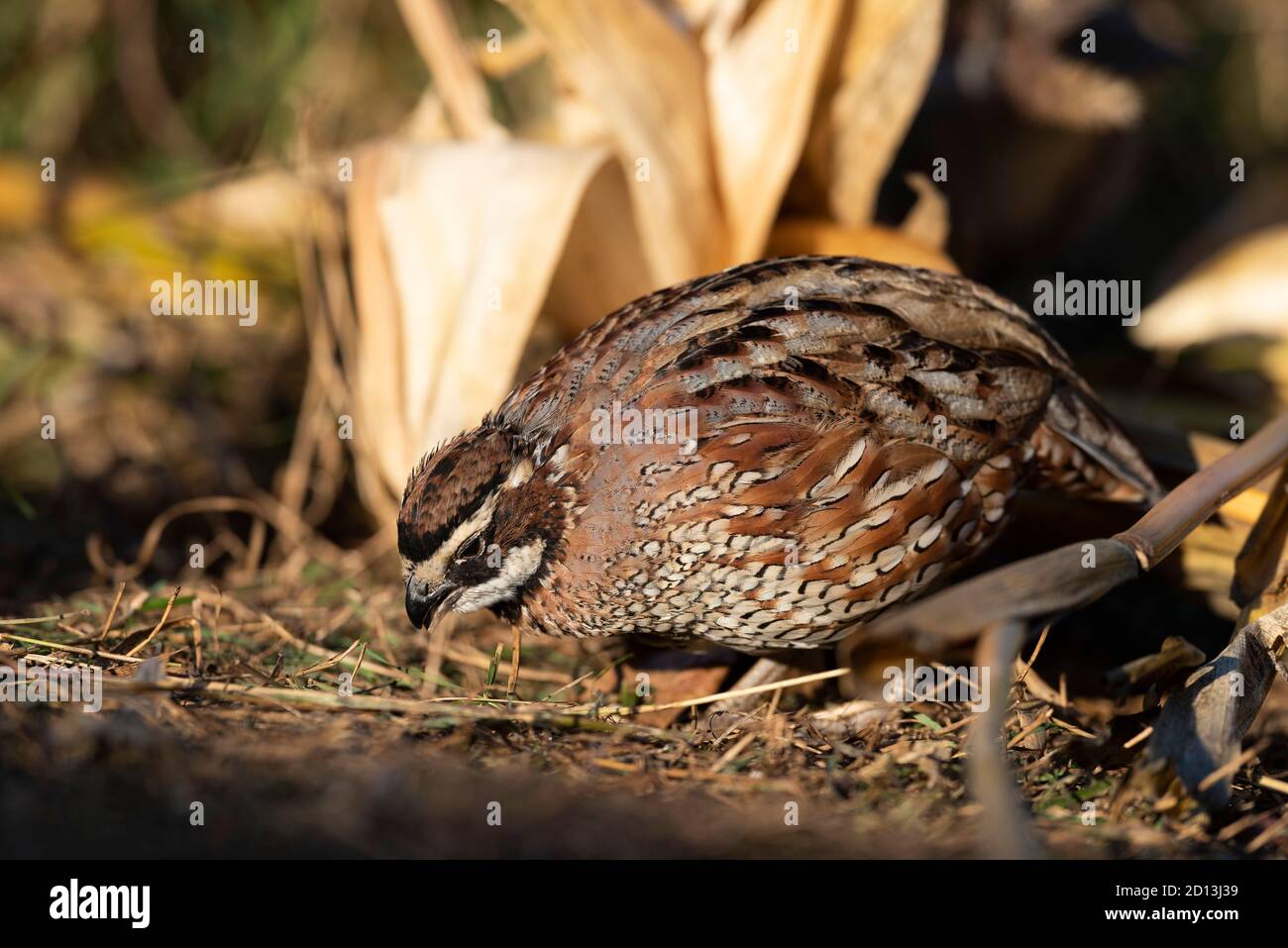 Bobwhite Quail in Nebraska on an autumn day Stock Photo - Alamy