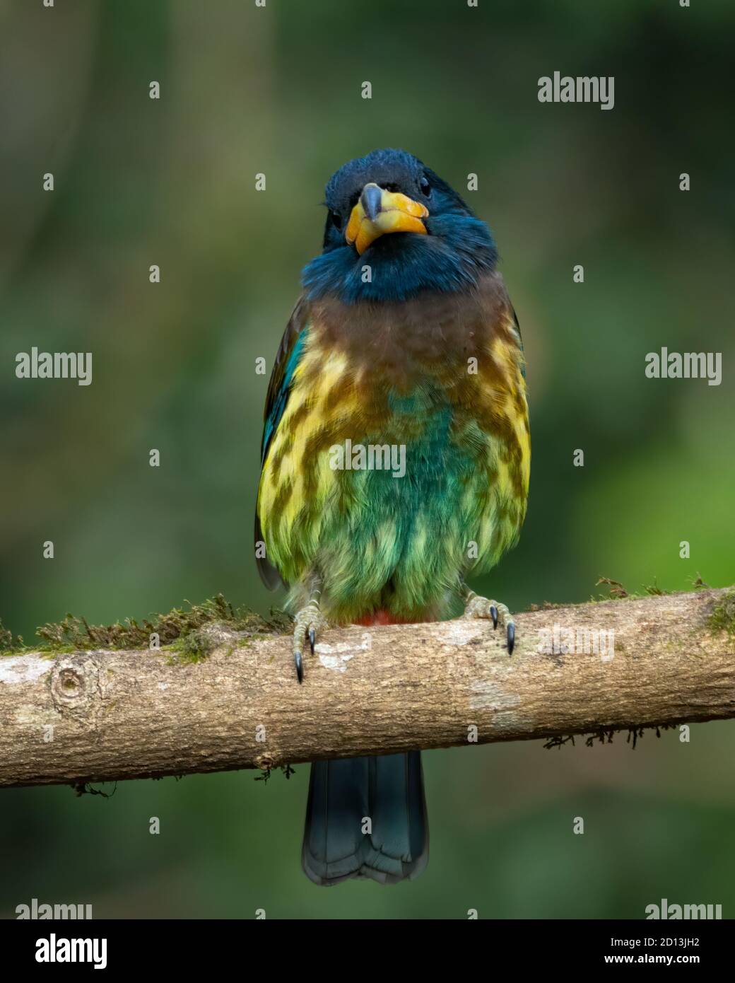 Indian himalayan bird hi-res stock photography and images - Alamy