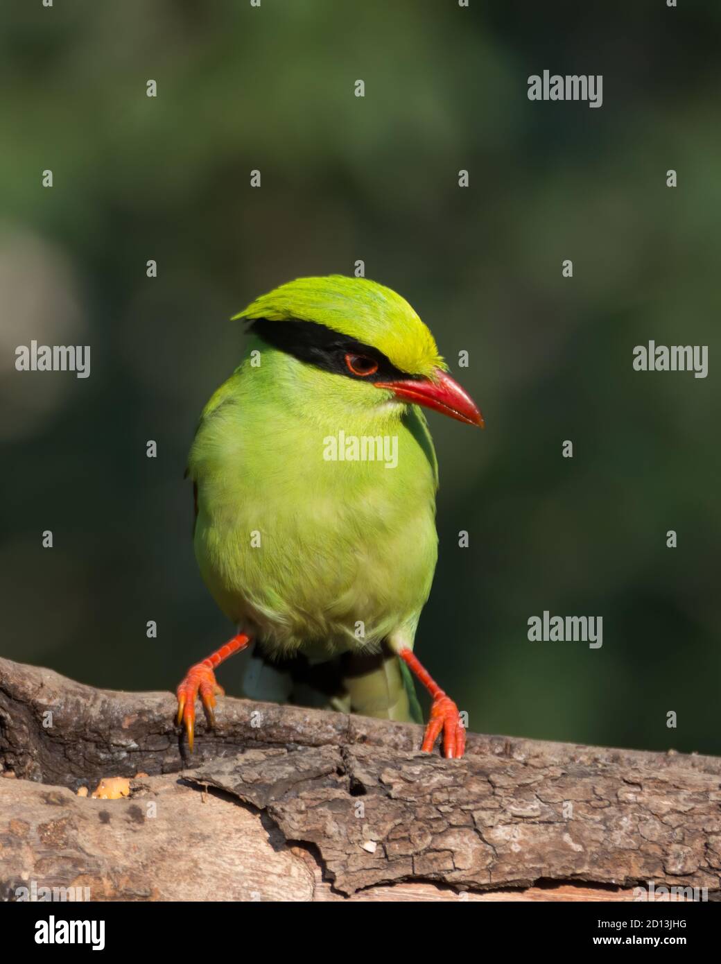 Colourful crow hi-res stock photography and images - Alamy
