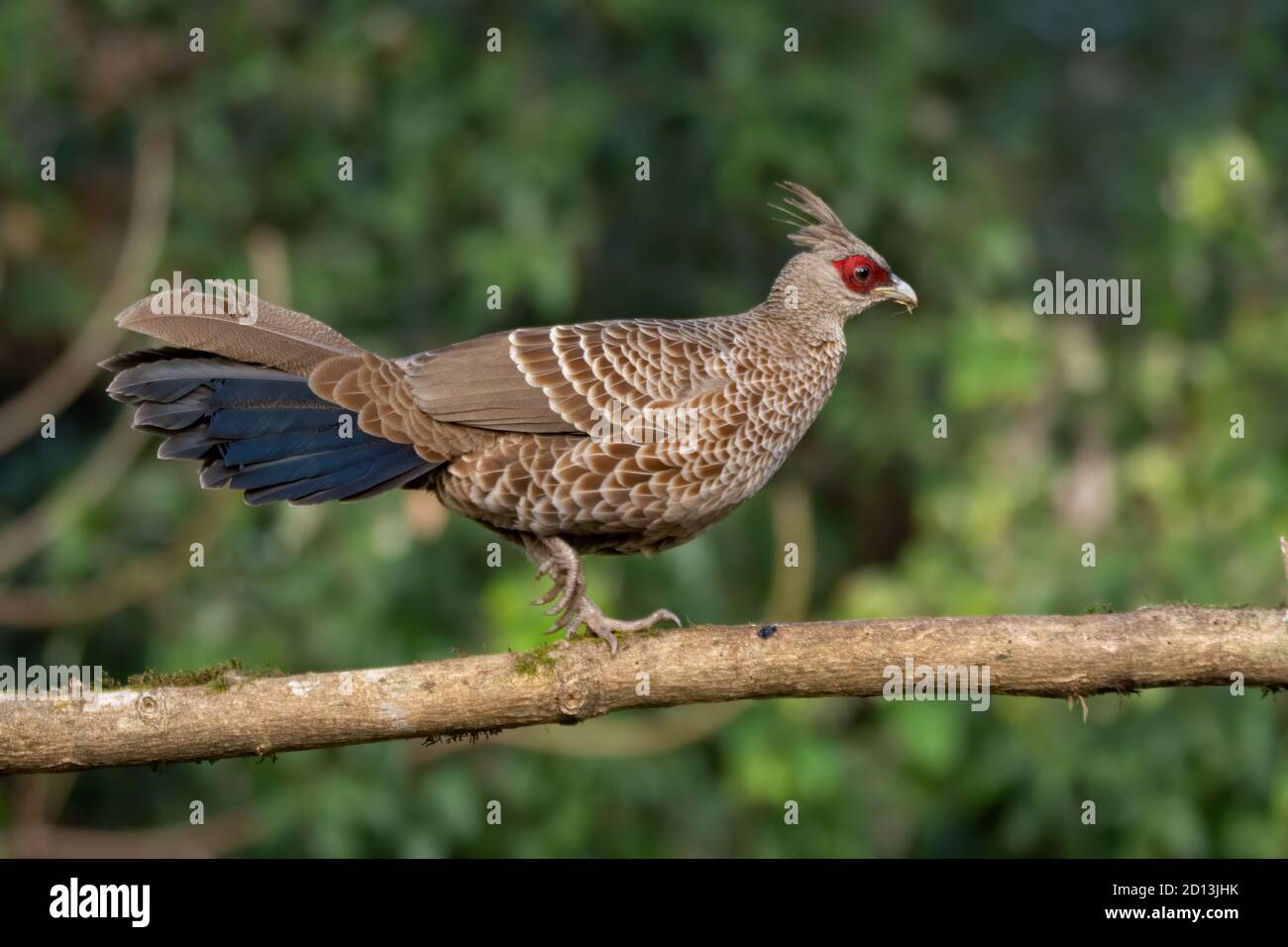 White Crested Kalij Pheasant