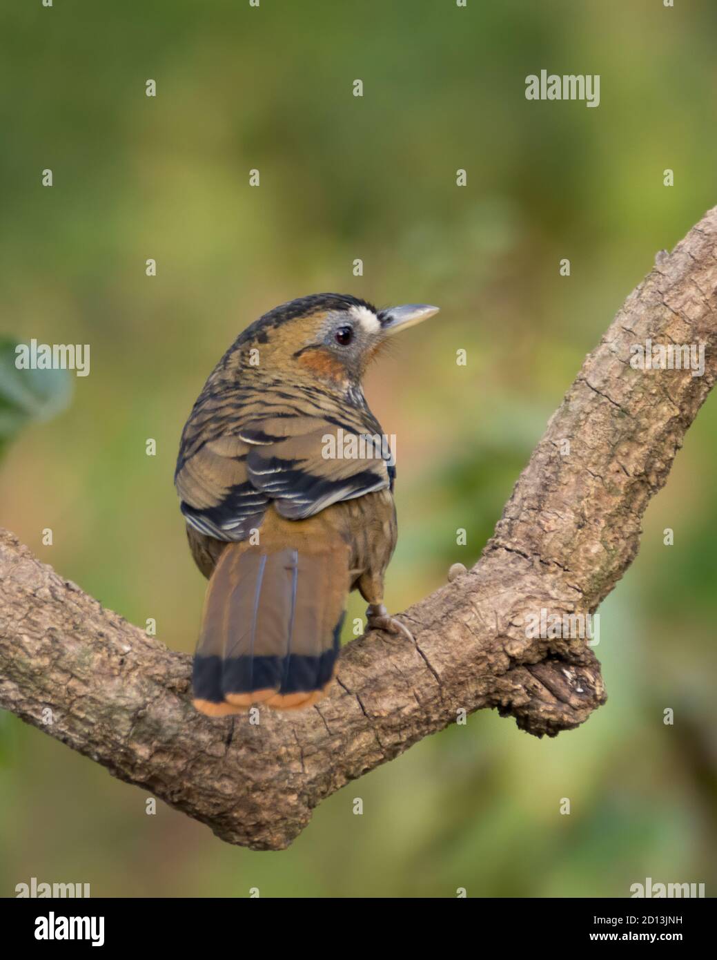 Ianthocincla rufogularis hi-res stock photography and images - Alamy