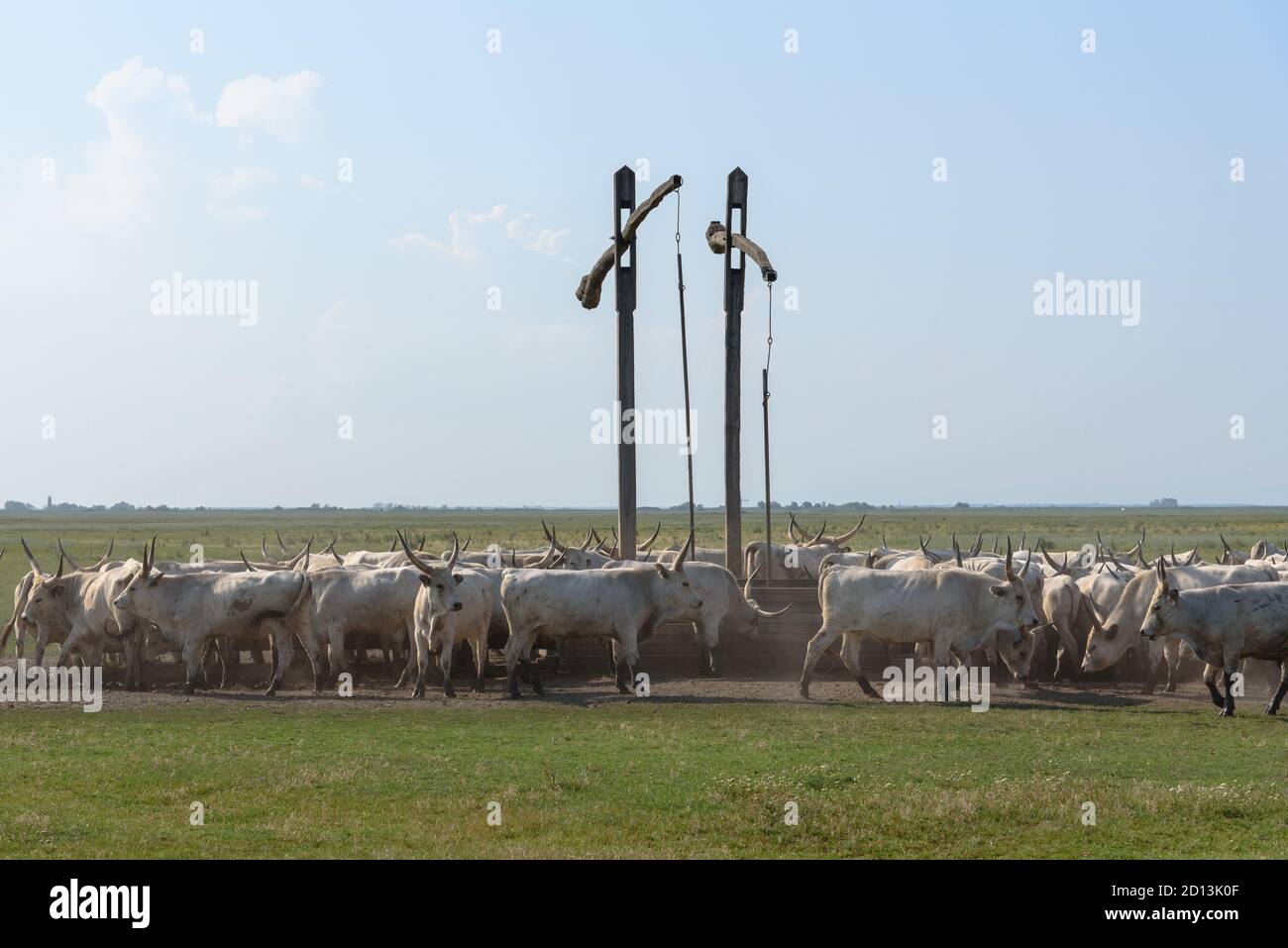 Hungarian Grey cattle by a gemes kut well in Hortobagy National Park ...