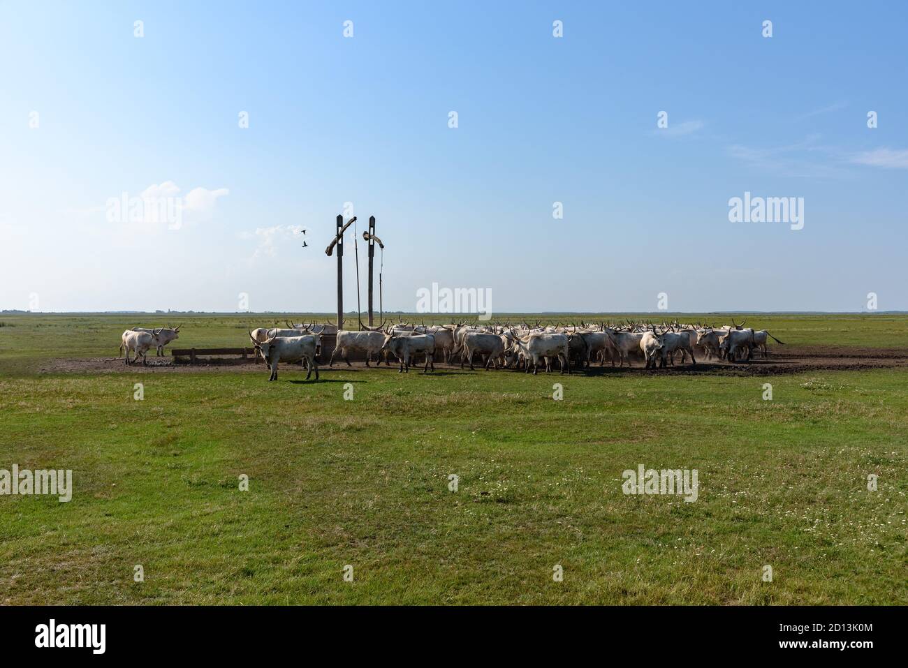 Hungarian Grey cattle by a gemes kut well in Hortobagy National Park ...