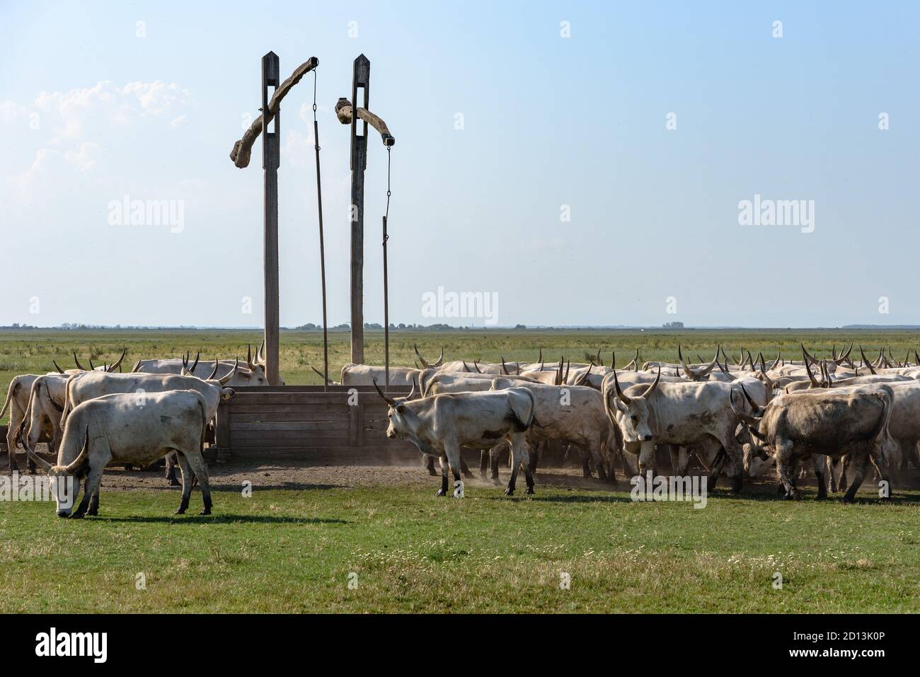 Hungarian Grey cattle by a gemes kut well in Hortobagy National Park ...