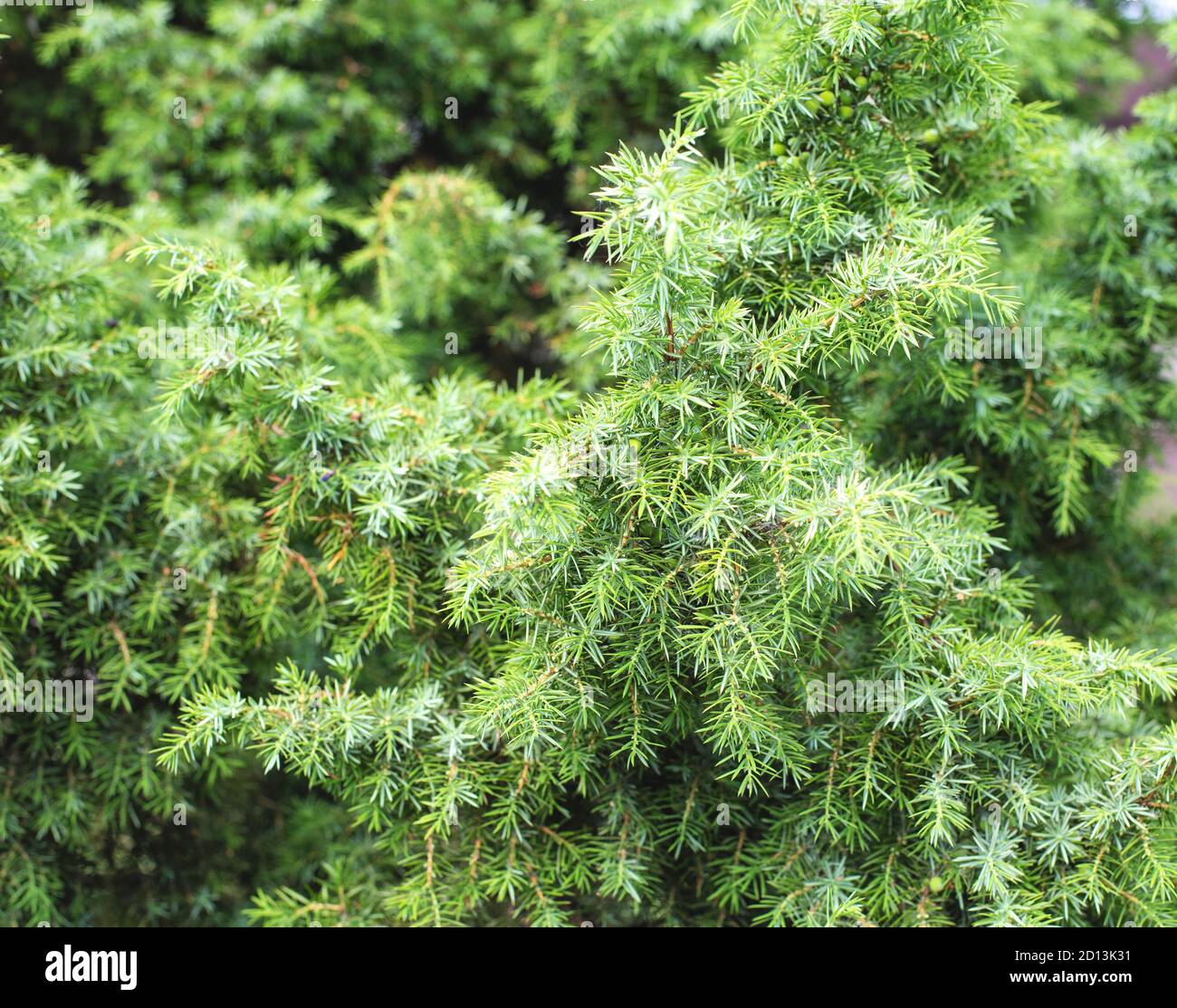 Background from beautiful thick green juniper branches. Conifers in ...