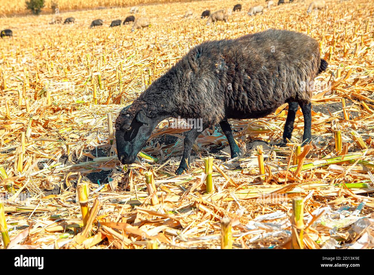 Dark sheep on the corn field Stock Photo - Alamy