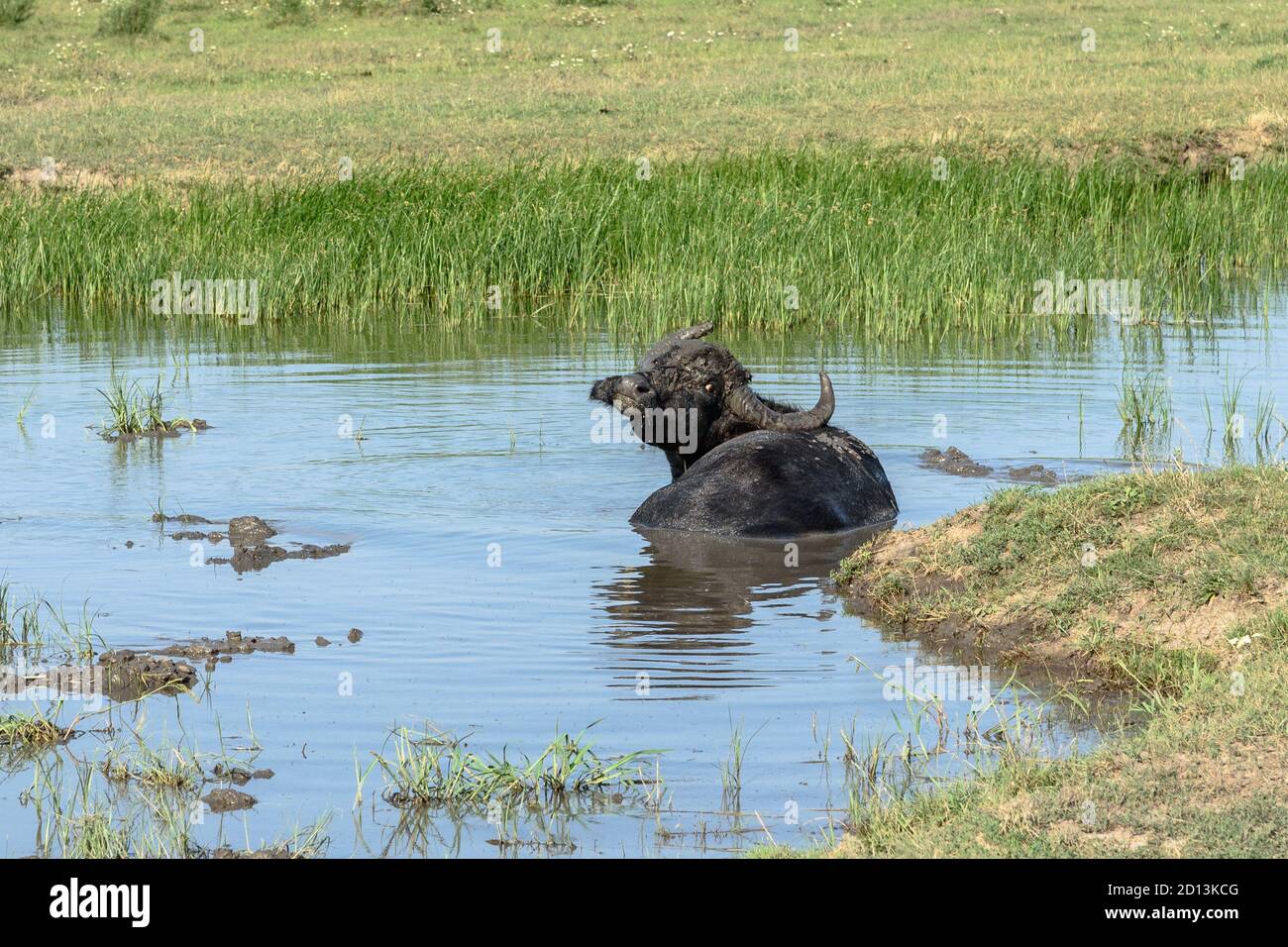 Pannonian water buffalo hi-res stock photography and images - Alamy