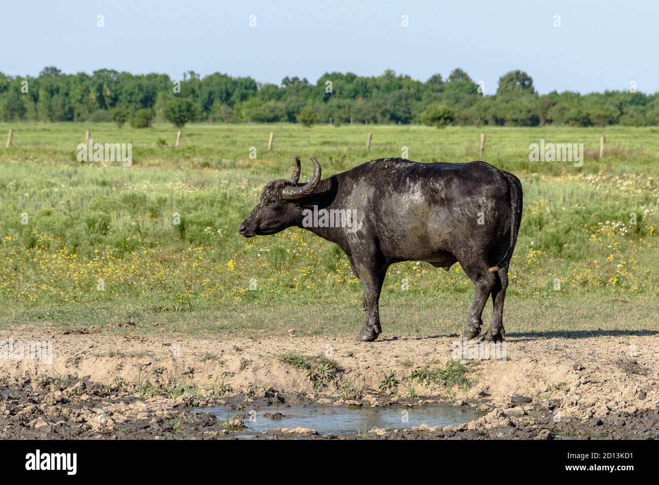A standing water buffalo in Hortobagy National Park, Hungary Stock ...