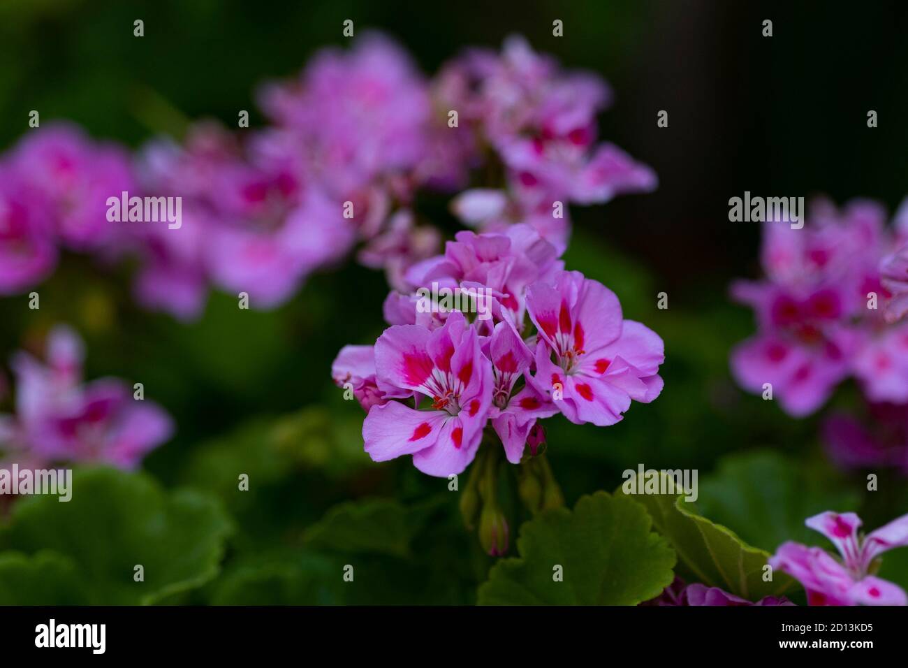 Inflorescence of pink geranium flowers Stock Photo - Alamy