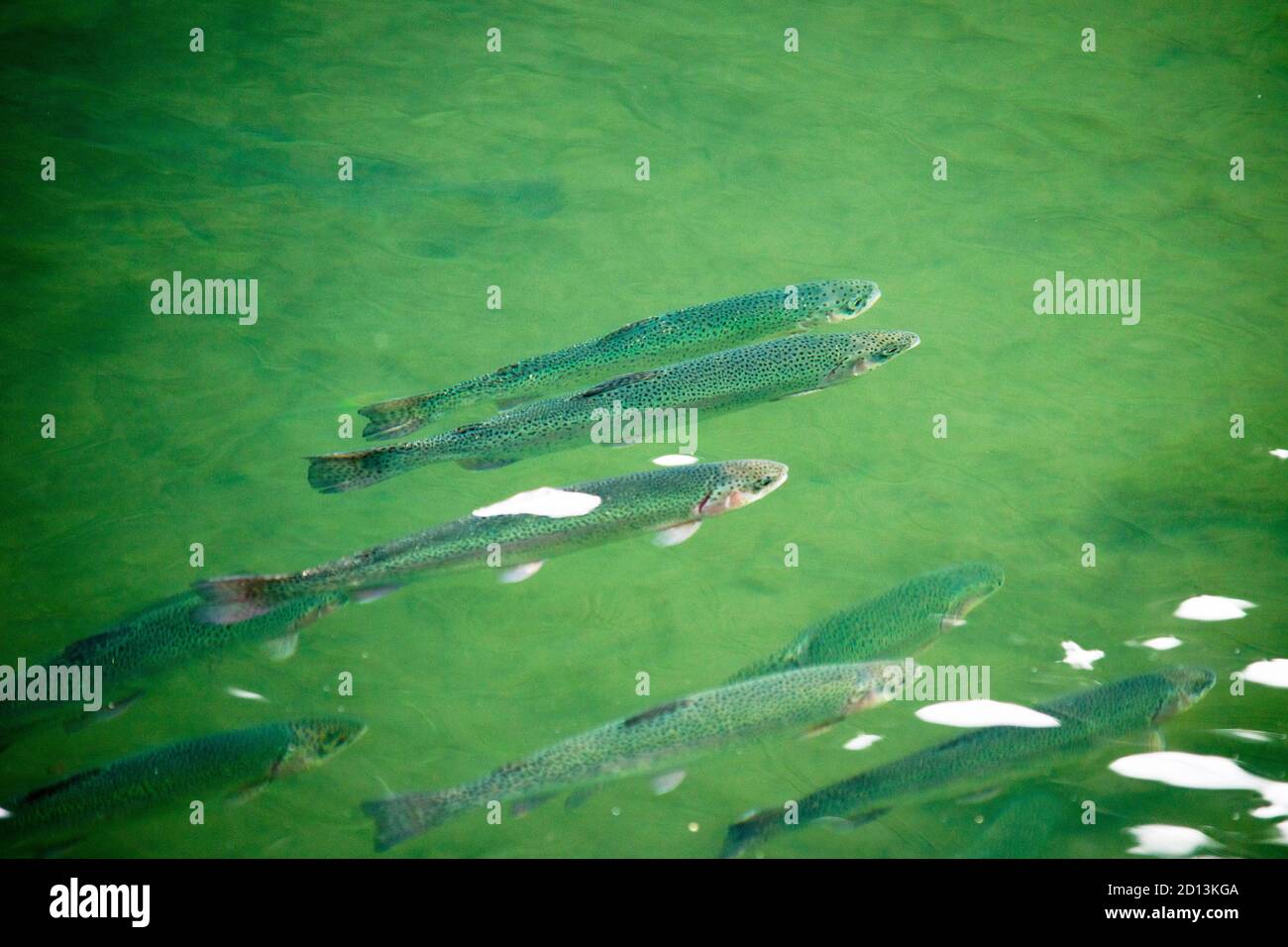 rainbow trout floating in the clear water of a mountain lake Stock ...