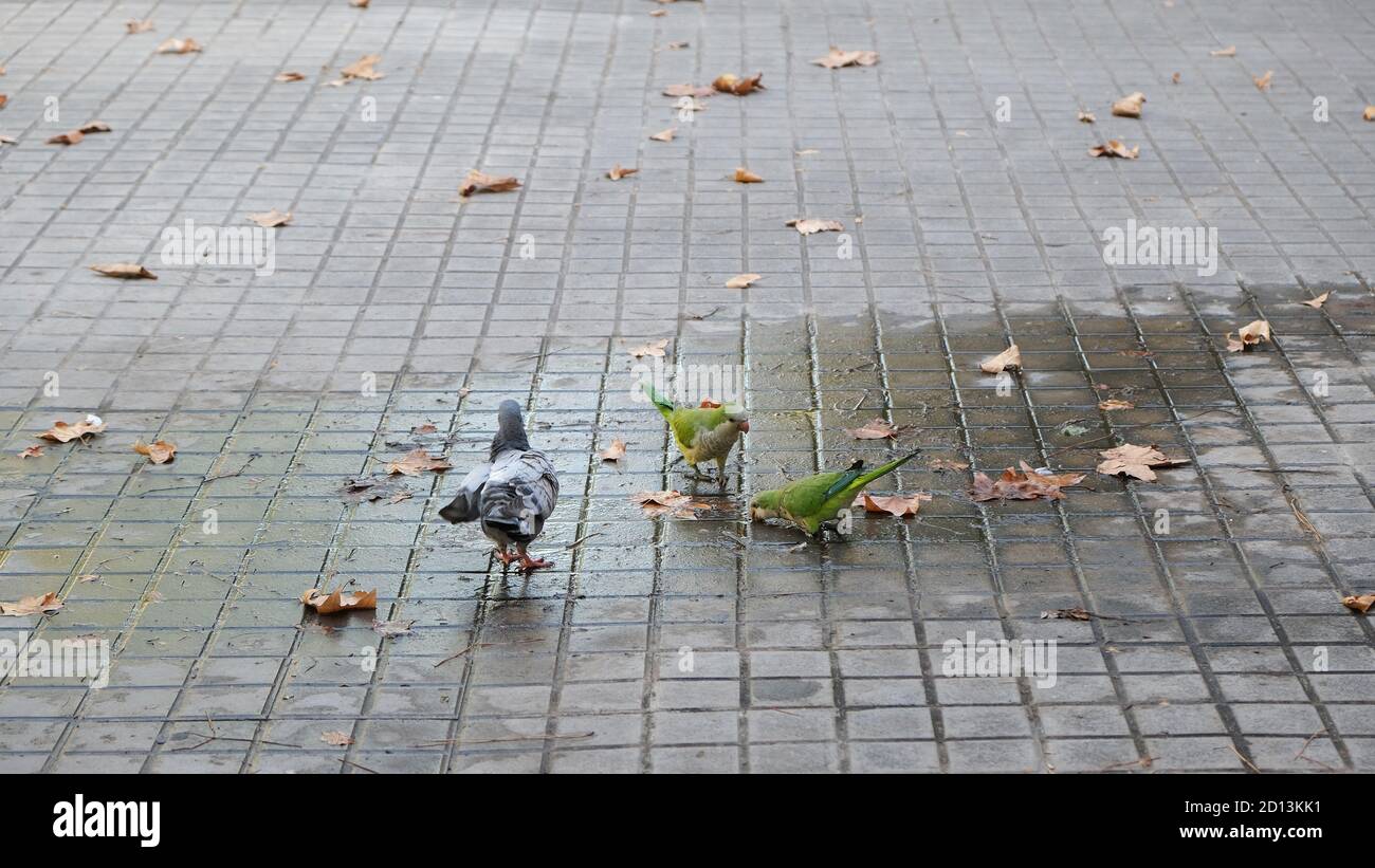 Parrots drink water, street in Barcelona Stock Photo - Alamy