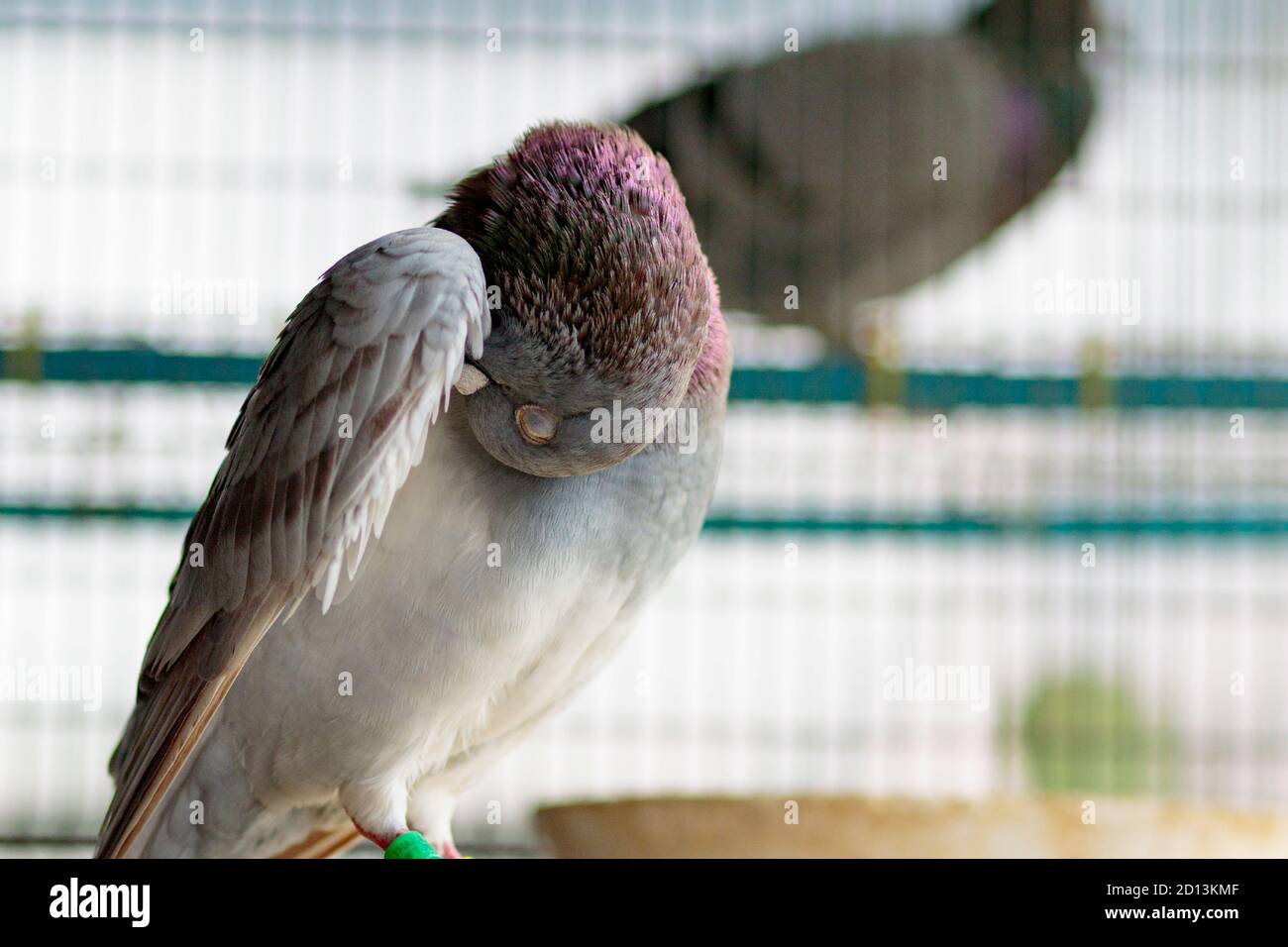 Dove preen hi-res stock photography and images - Alamy