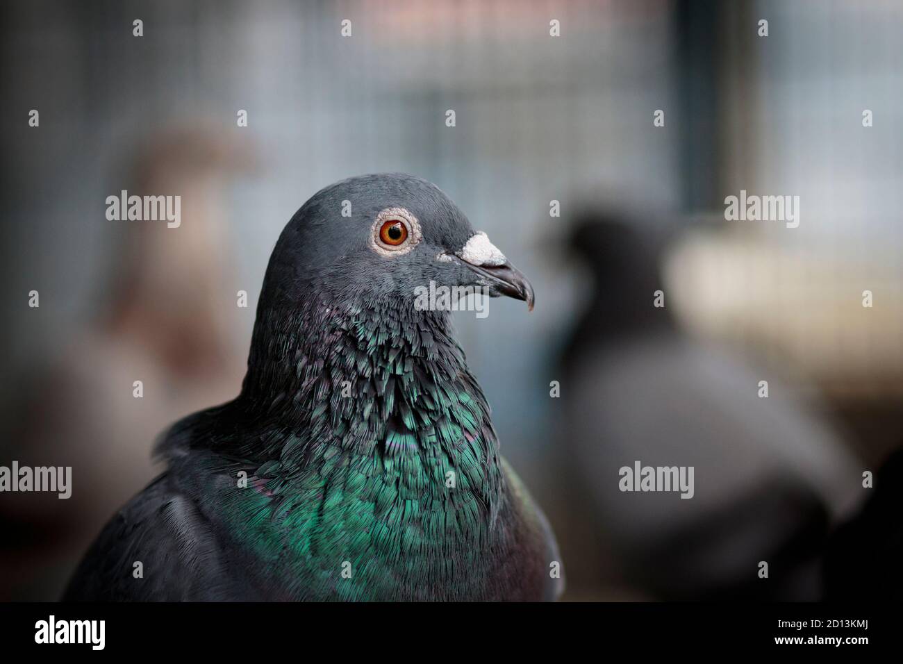 portrait of homing pigeon in home loft Stock Photo - Alamy