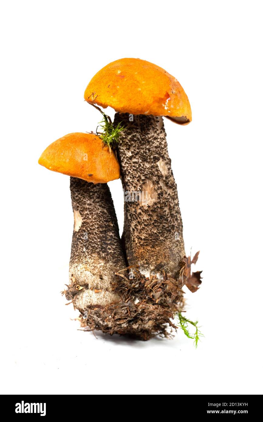 Orange color mushrooms Cut Out Stock Images & Pictures - Alamy