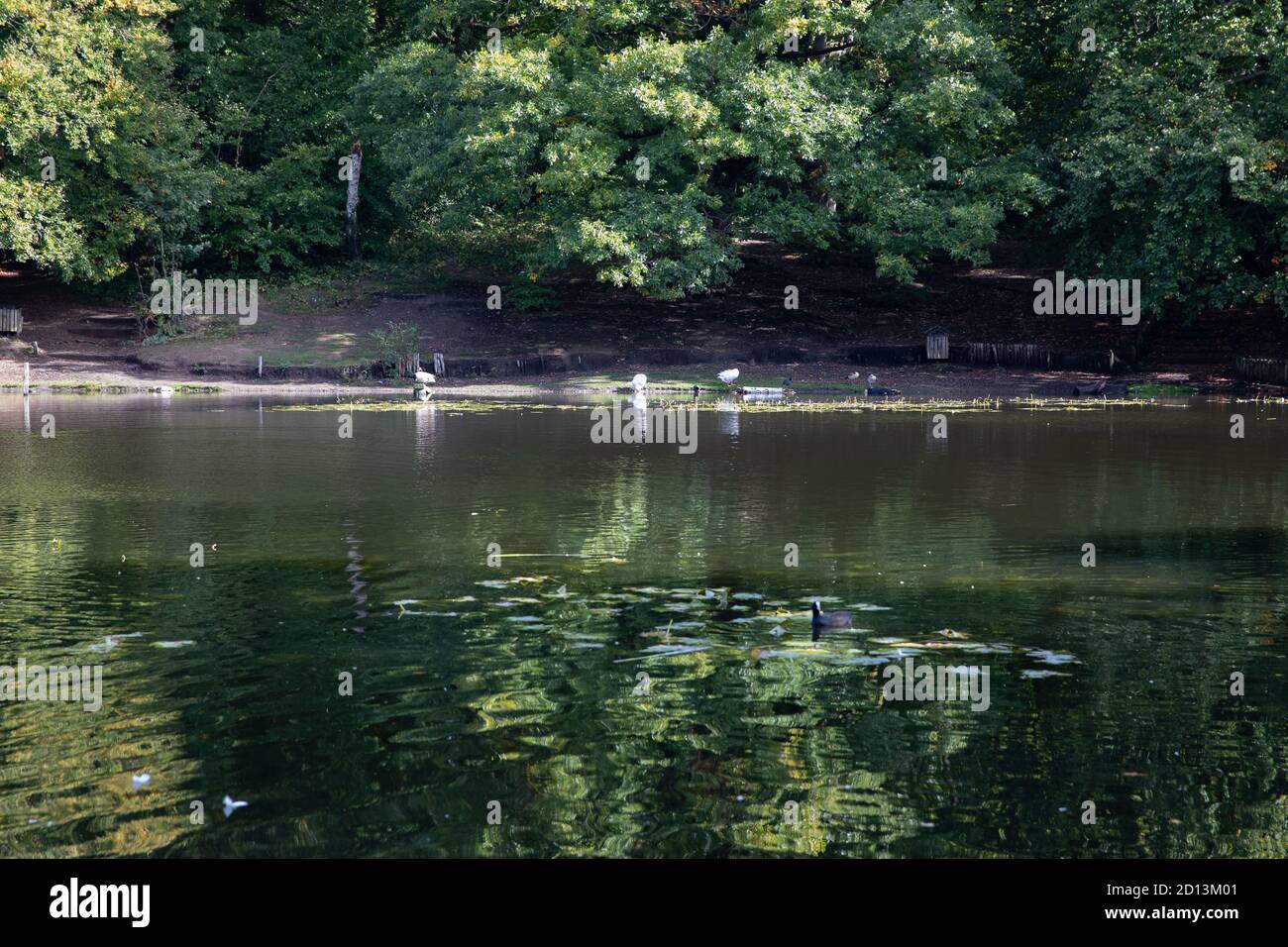 Keston ponds, bromley kent hi-res stock photography and images - Alamy