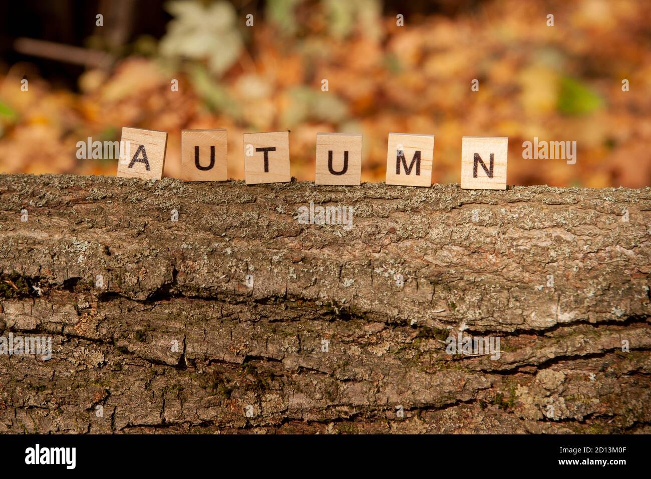 The word autumn is written in wooden letters on a autumn background ...