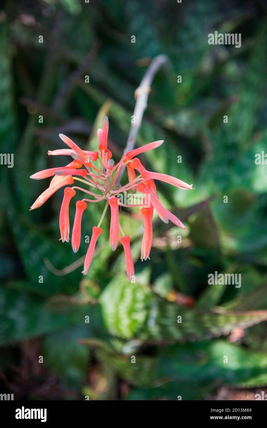 Buds of an orange Agave flower Stock Photo - Alamy