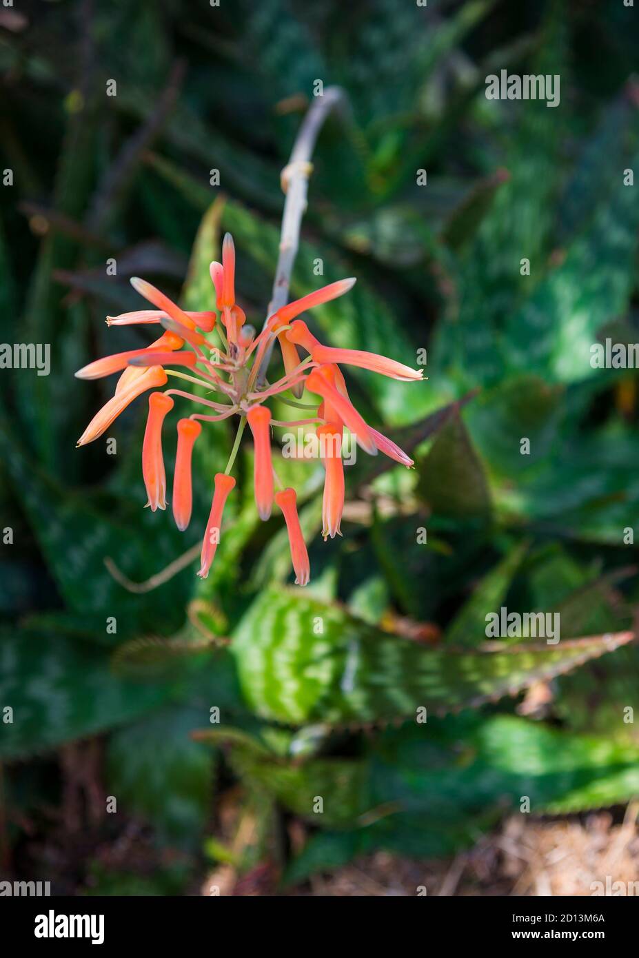 Scenic blooming orange agave flower bud in detail Stock Photo - Alamy