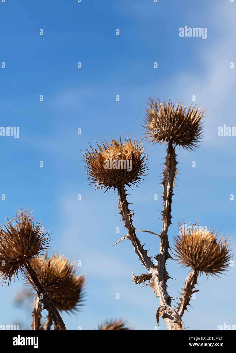 Dried up thistles in Germany, symbolic photo for heat wave Stock Photo ...