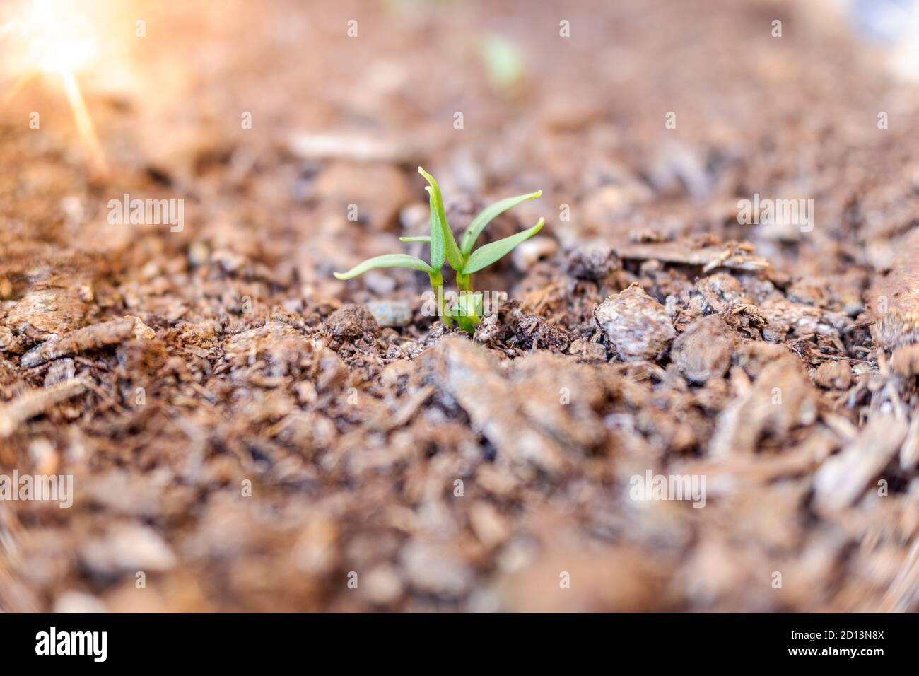 Green sprout of a plant in a plantation Stock Photo - Alamy