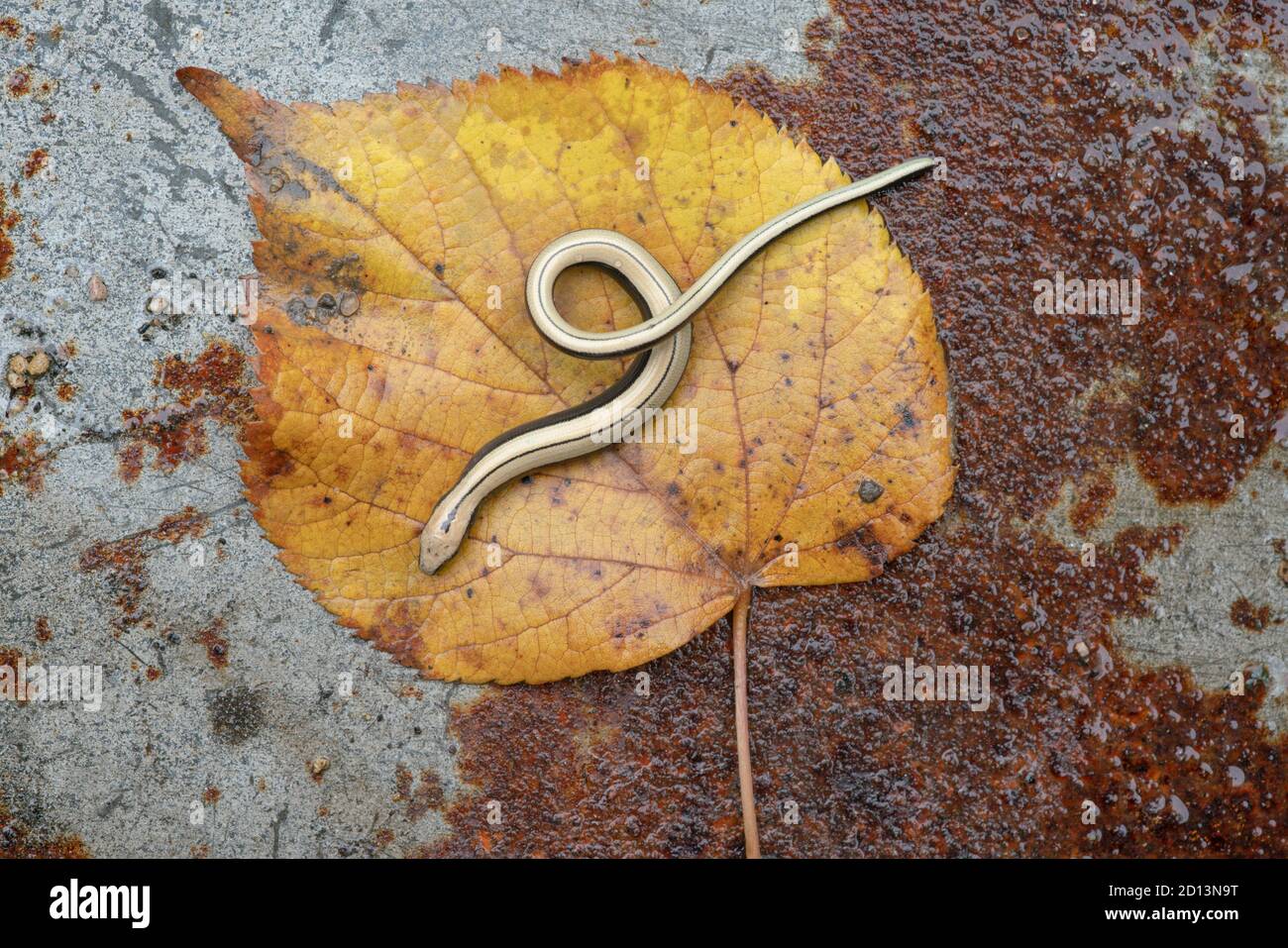 Slow worm, Anguis fragilis,juvenile, late summer on Buckinghamshire ...