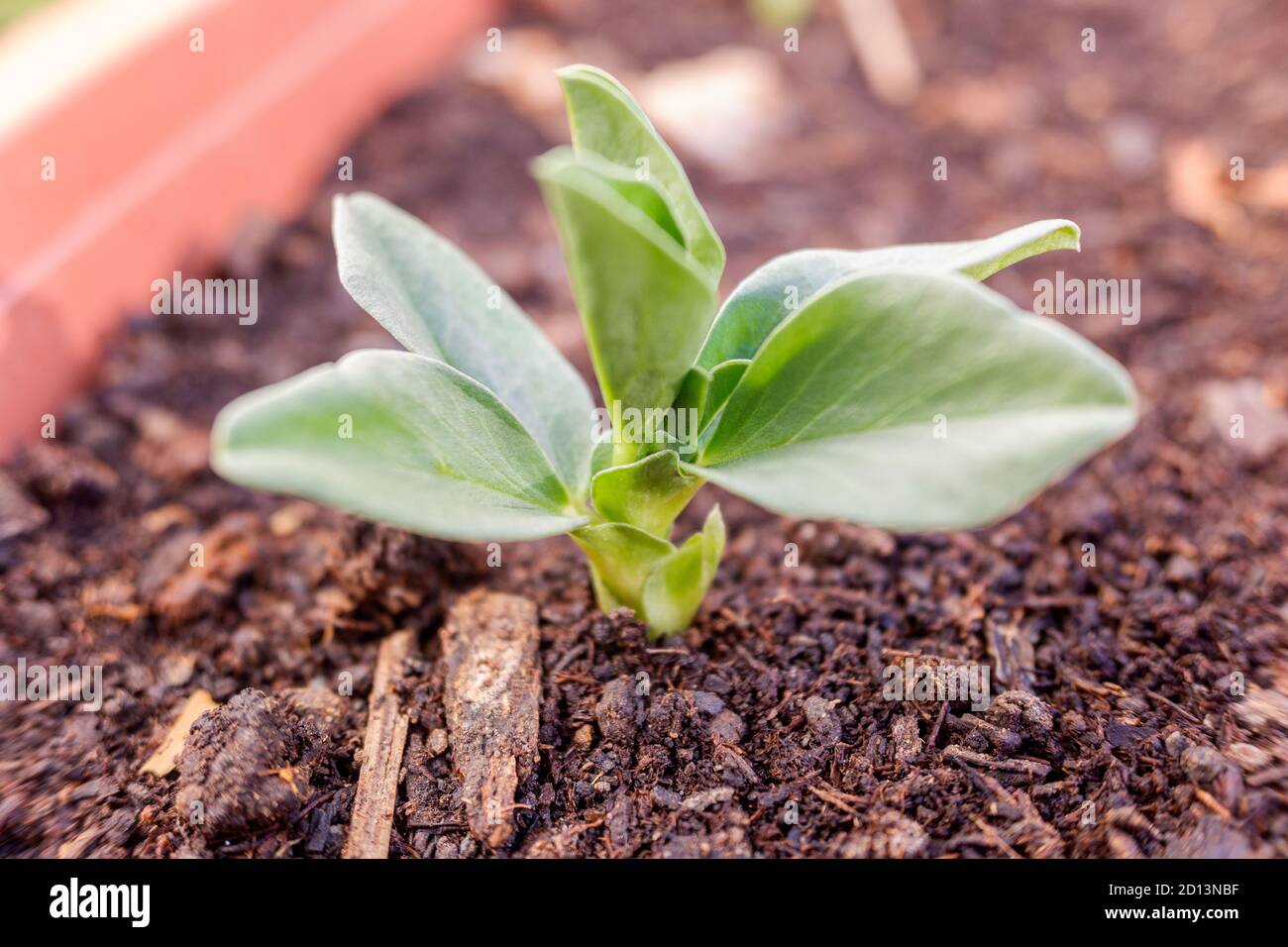 Sprout of a broad bean plant -Vicia faba Stock Photo - Alamy