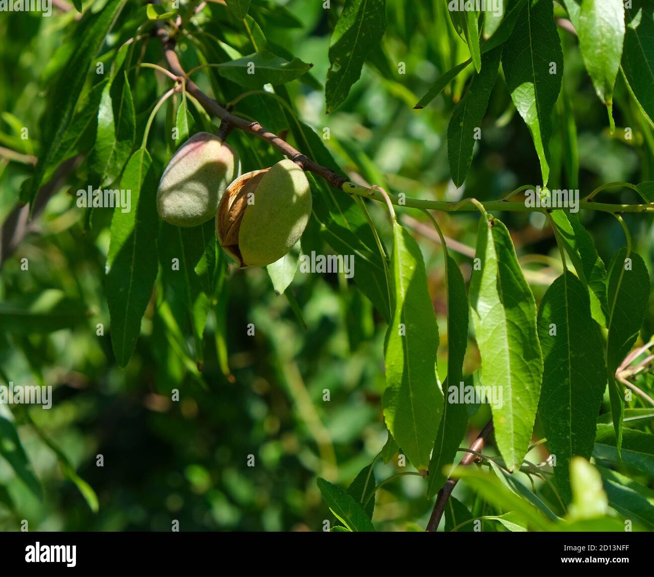 Green almonds nuts ripening hi-res stock photography and images - Alamy