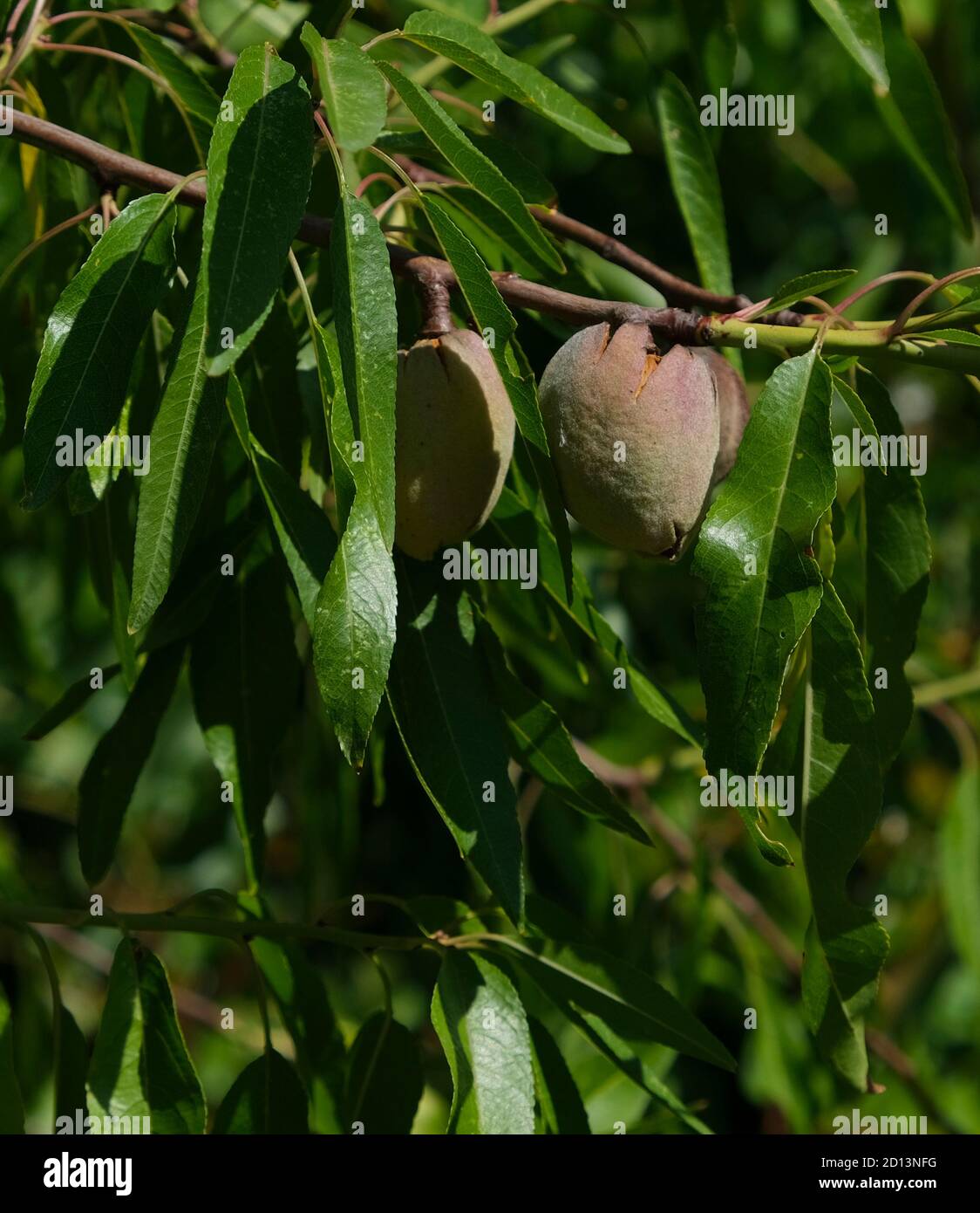 Almonds on a tree branch in the forest Stock Photo - Alamy