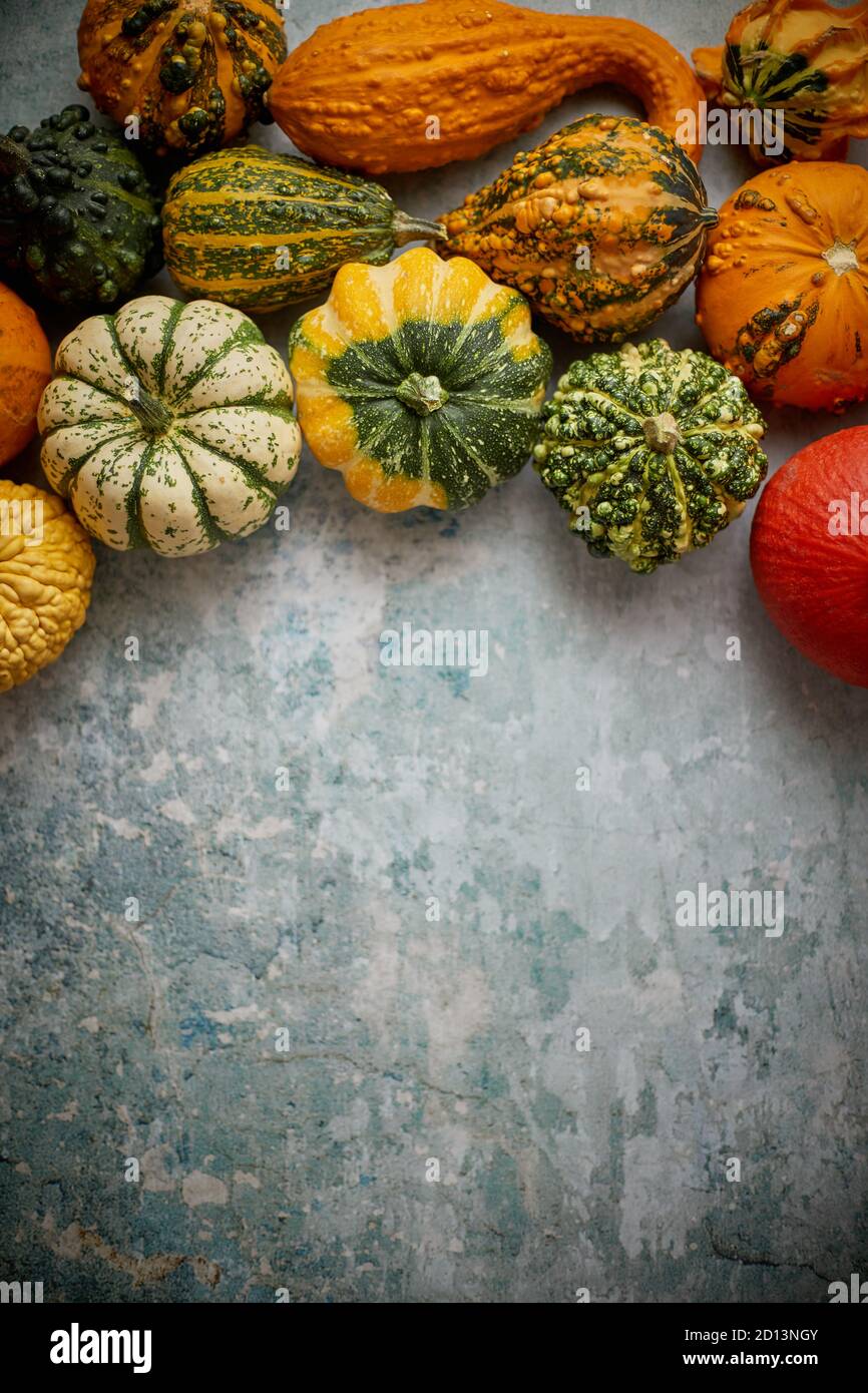 Different kinds colorful mini pumpkins placed on rusty background Stock ...