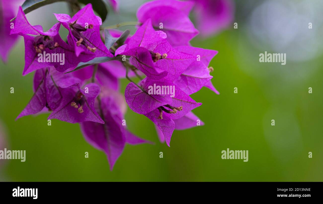 Beautiful colorful bougainvillea flowers blossoms. Catalonia, Spain ...